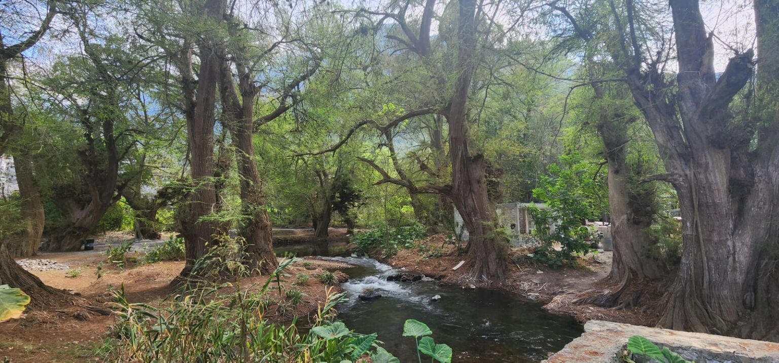 Realizarán análisis del Bosque de Galería en Ciudad Mendoza | El Rotativo